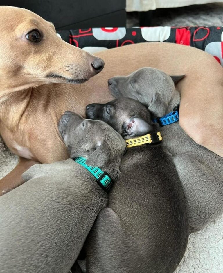 Female Italian Greyhound Puppies For Sale