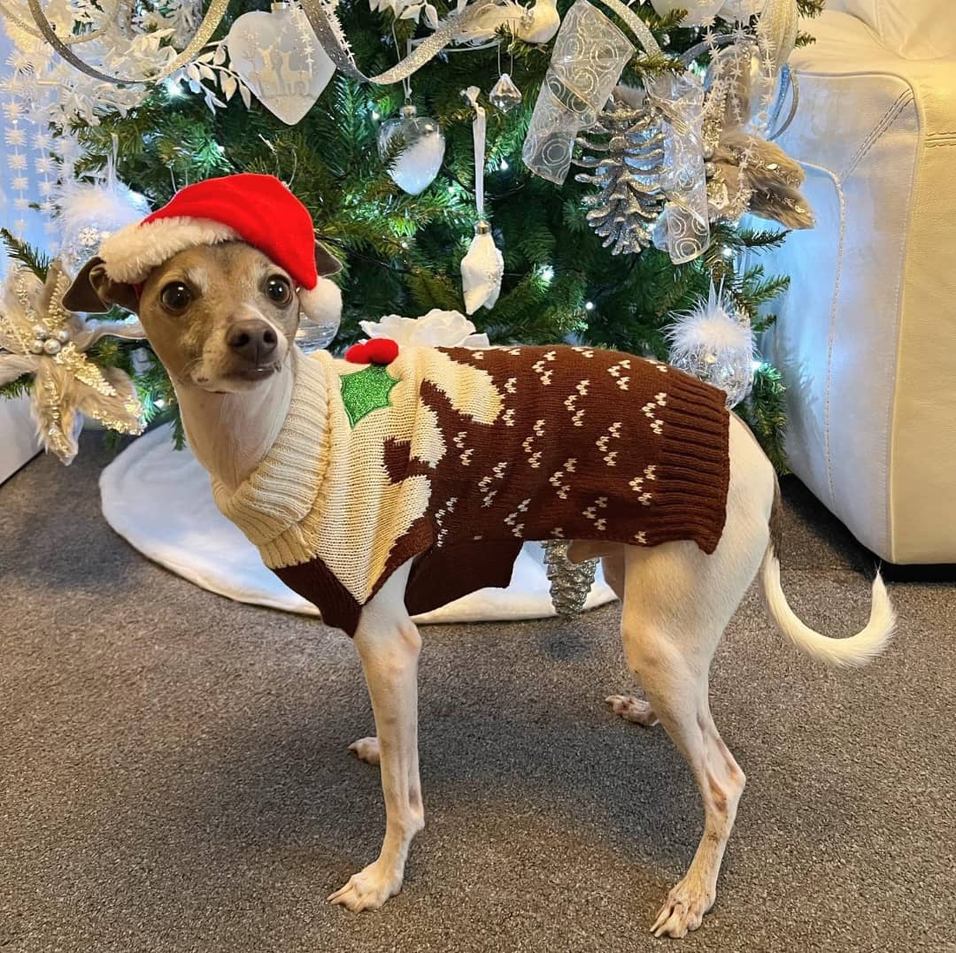 Italian Greyhound Puppies For Adoption - Adorable Puppies