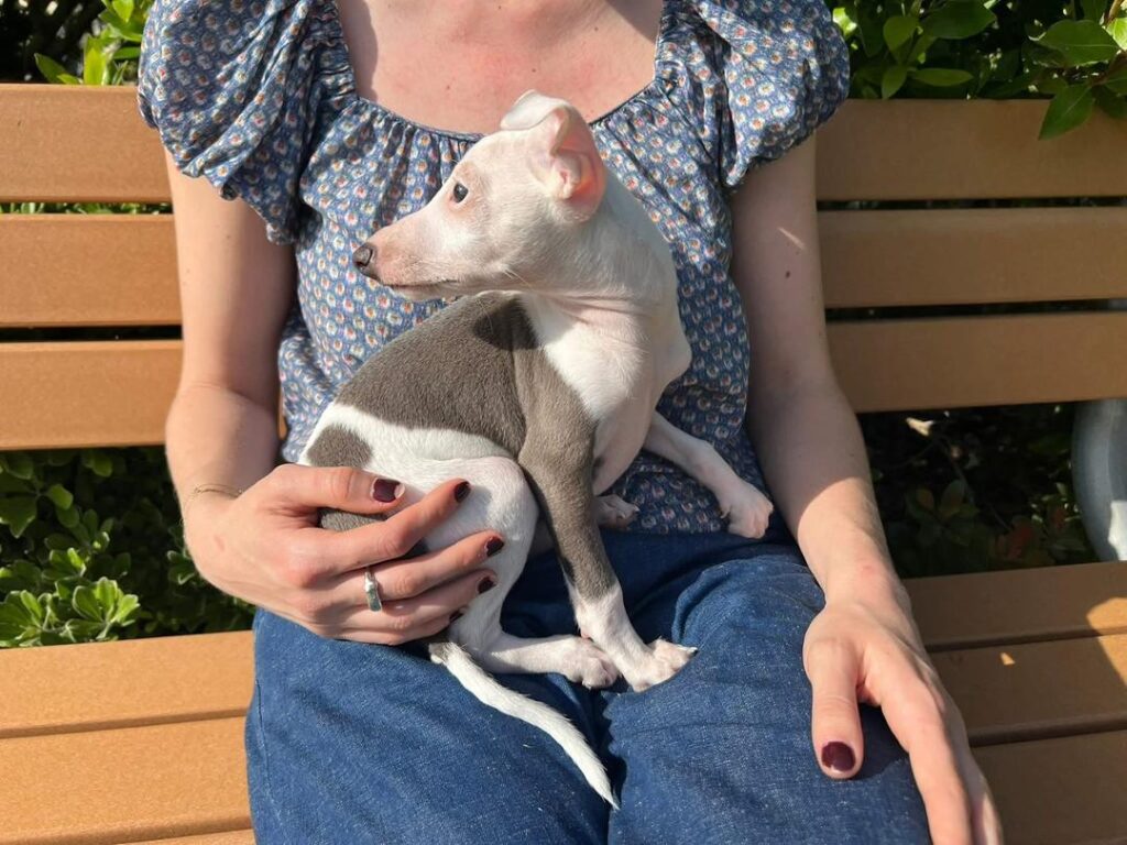 Adopt Bella: Charming 12-Week Female Italian Greyhound Puppy for Sale