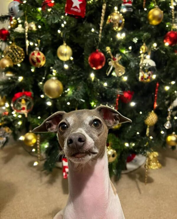 Italian Greyhound Puppies For Adoption - Adorable Puppies